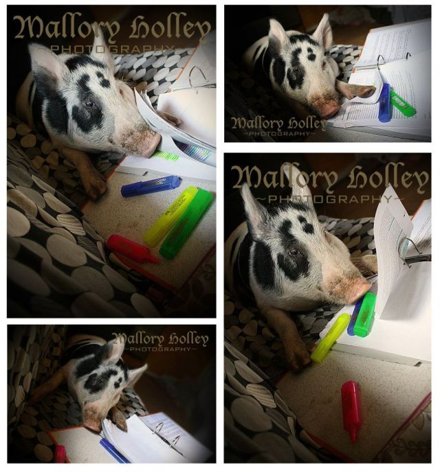 A Pig Ate My Homework! | MALLORY HOLLEY